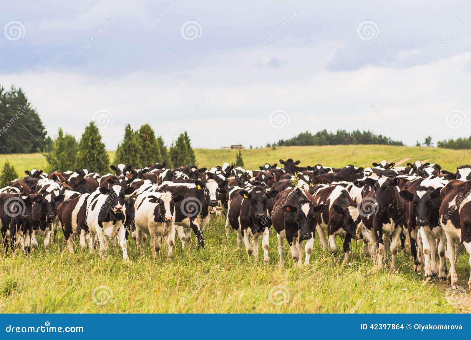 Calves on pasture stock photo. Image of group, livestock - 42397864