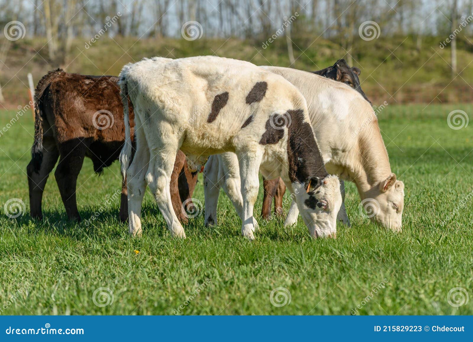 Calves in a Pasture in Spring. Stock Image - Image of country ...