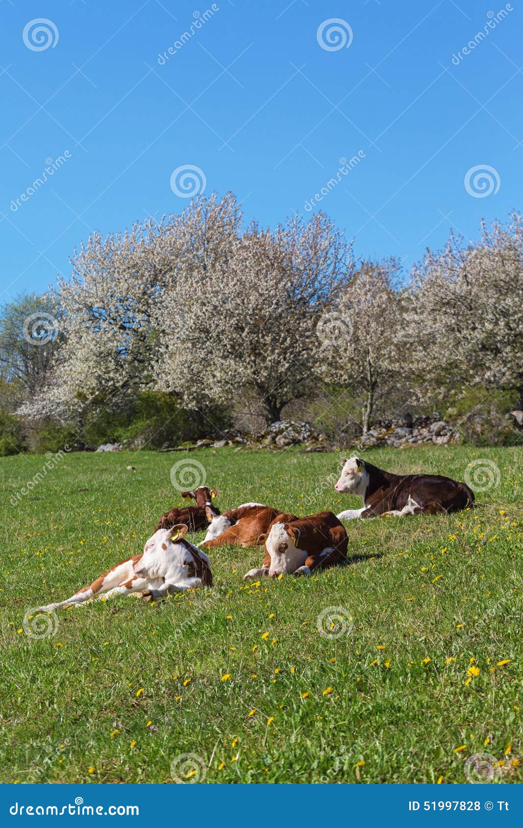 Calves Resting in Rural Landscape Stock Photo - Image of field, nature ...