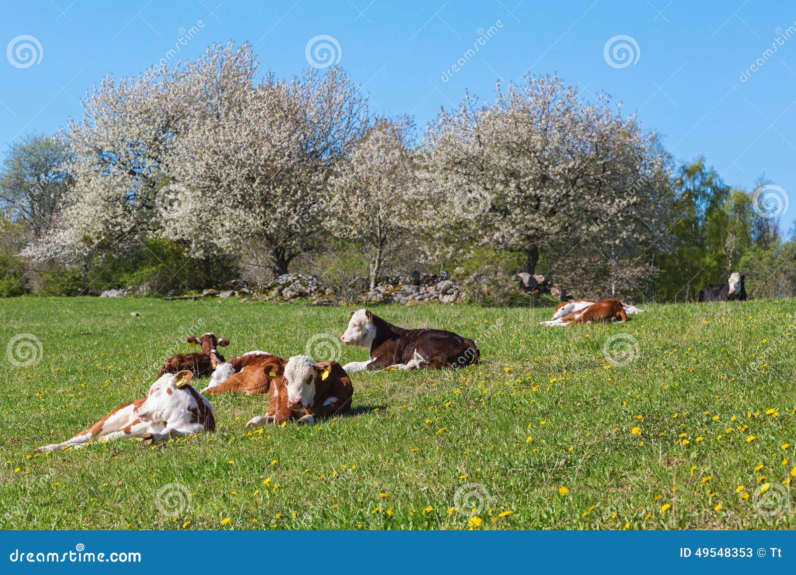 Calves Resting in Spring Landscape Stock Image - Image of countryside ...