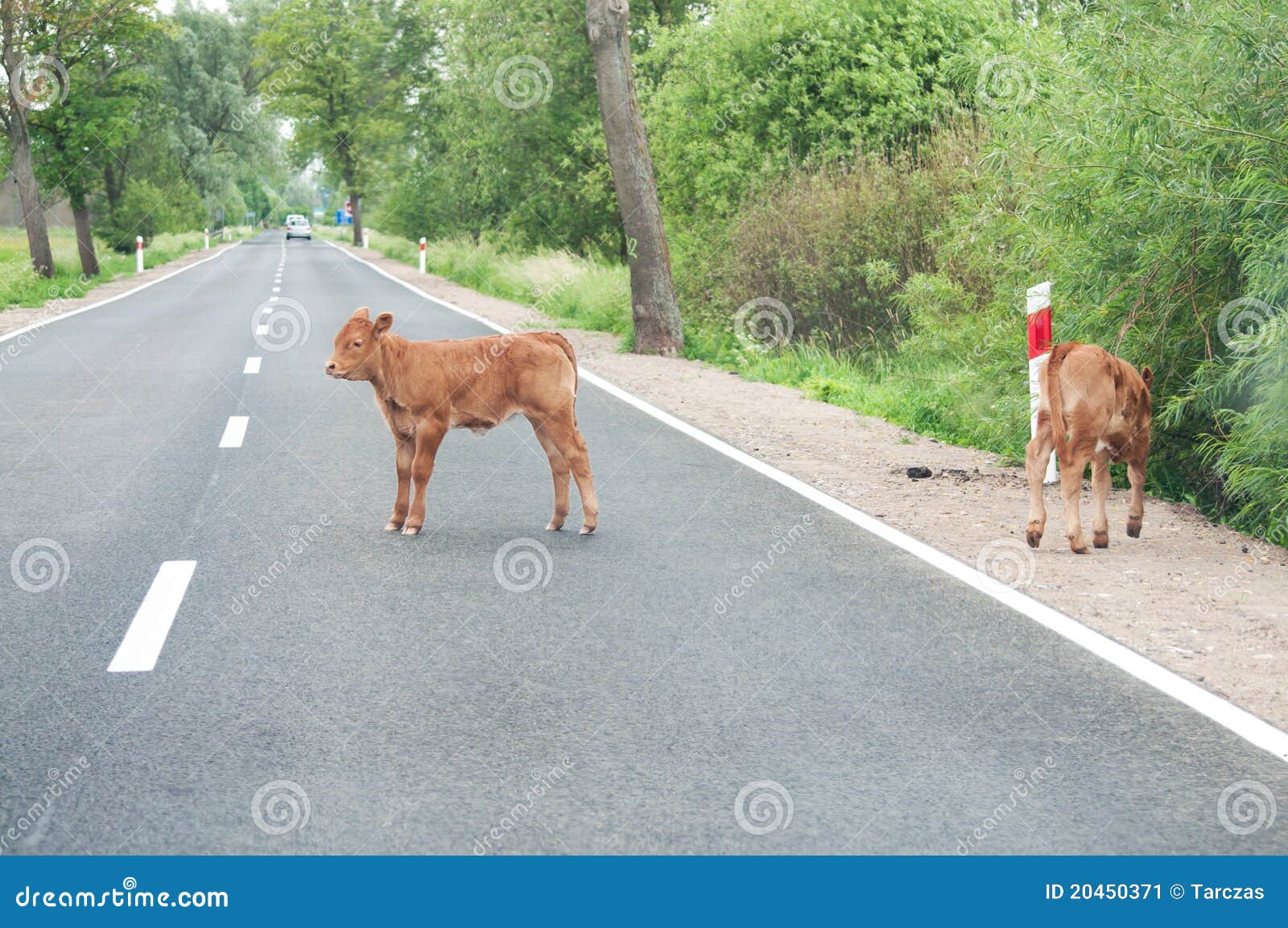 Calves on the road stock image. Image of rural, farm - 20450371