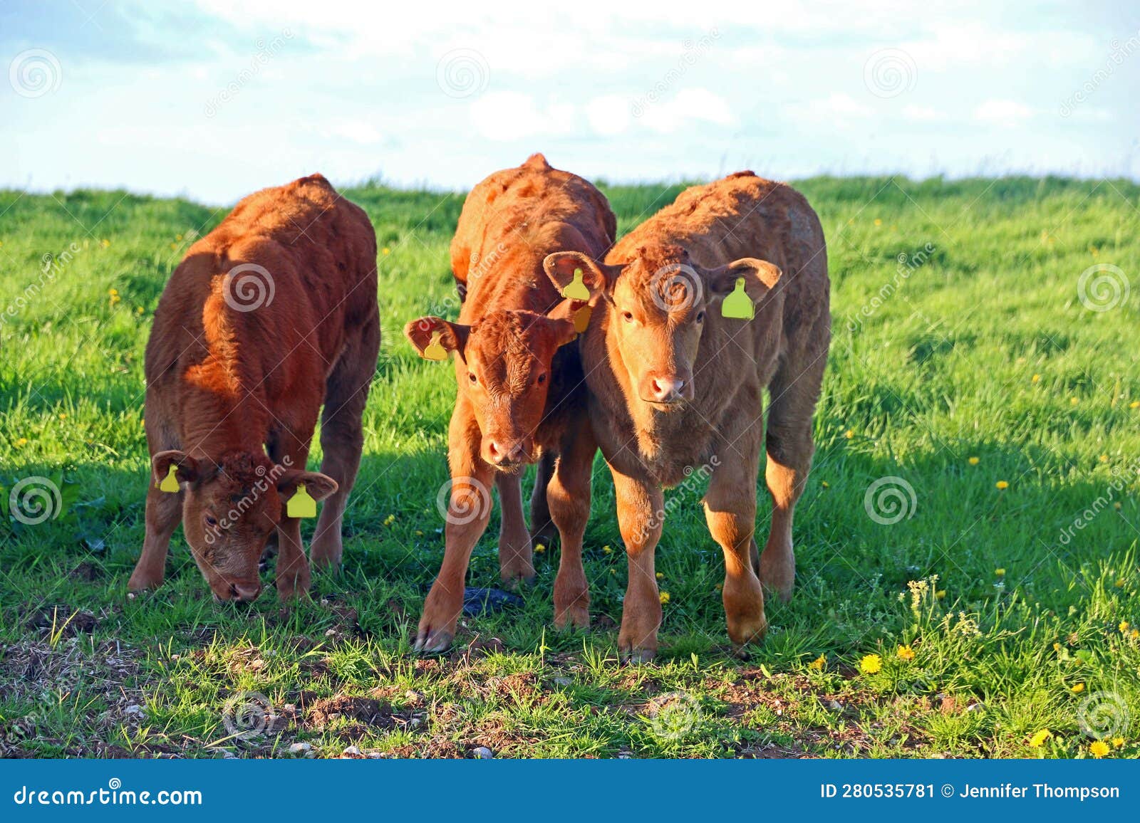 Calves in a field stock image. Image of green, meadow - 280535781