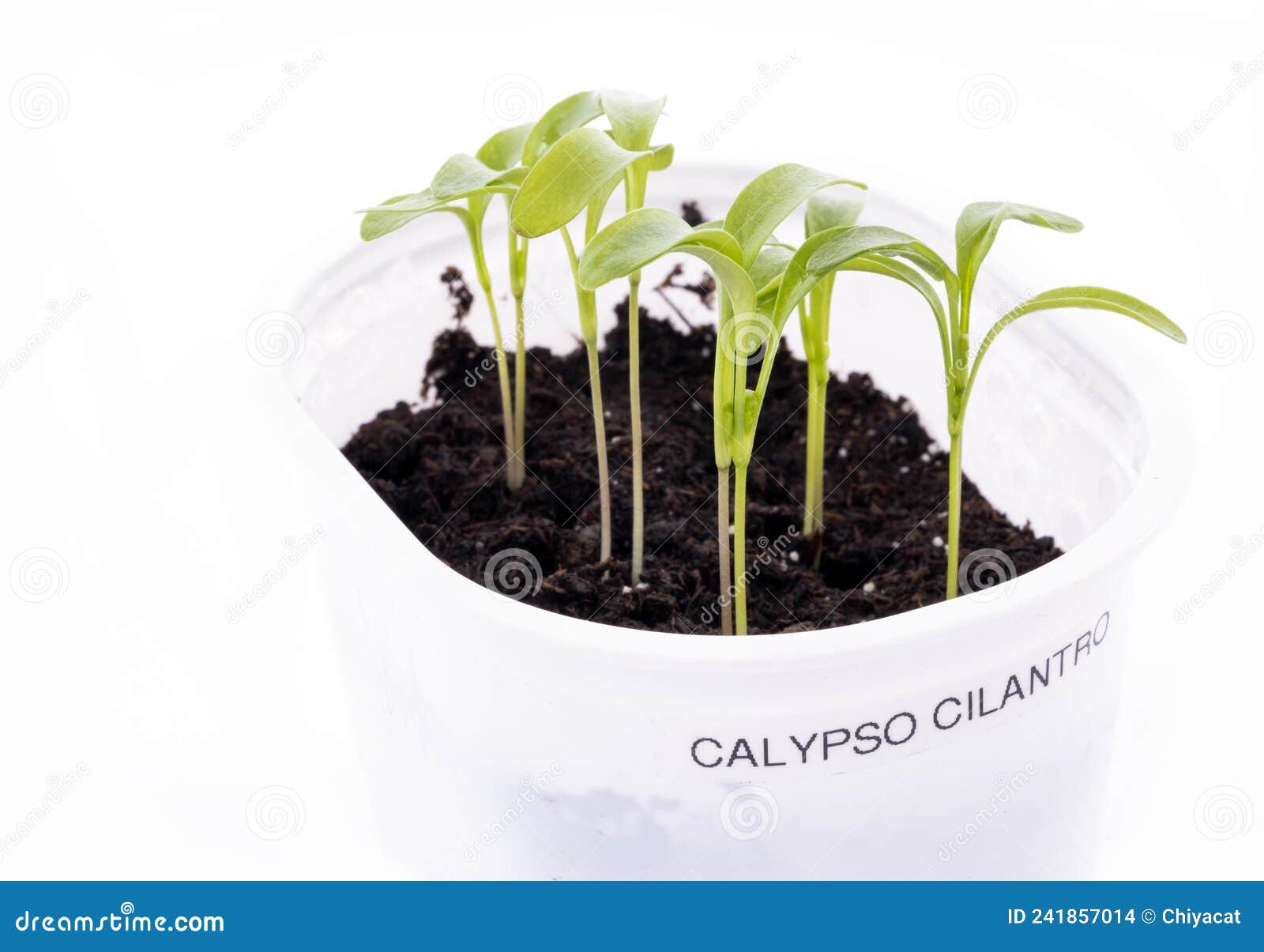 Calypso Cilantro Seedling Growing in a Plastic Container #1 Stock Photo ...