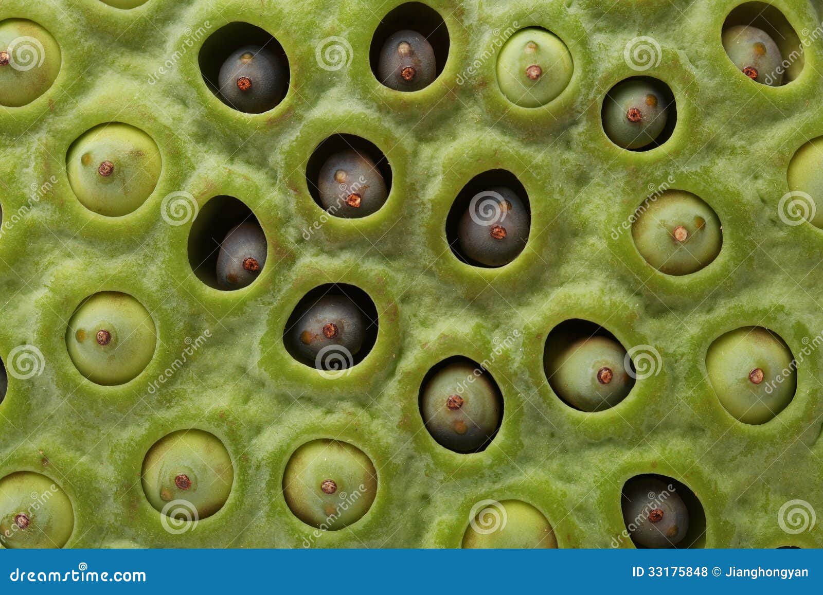 Calyx stock photo. Image of head, nelumbo, aquatic, closeup - 33175848