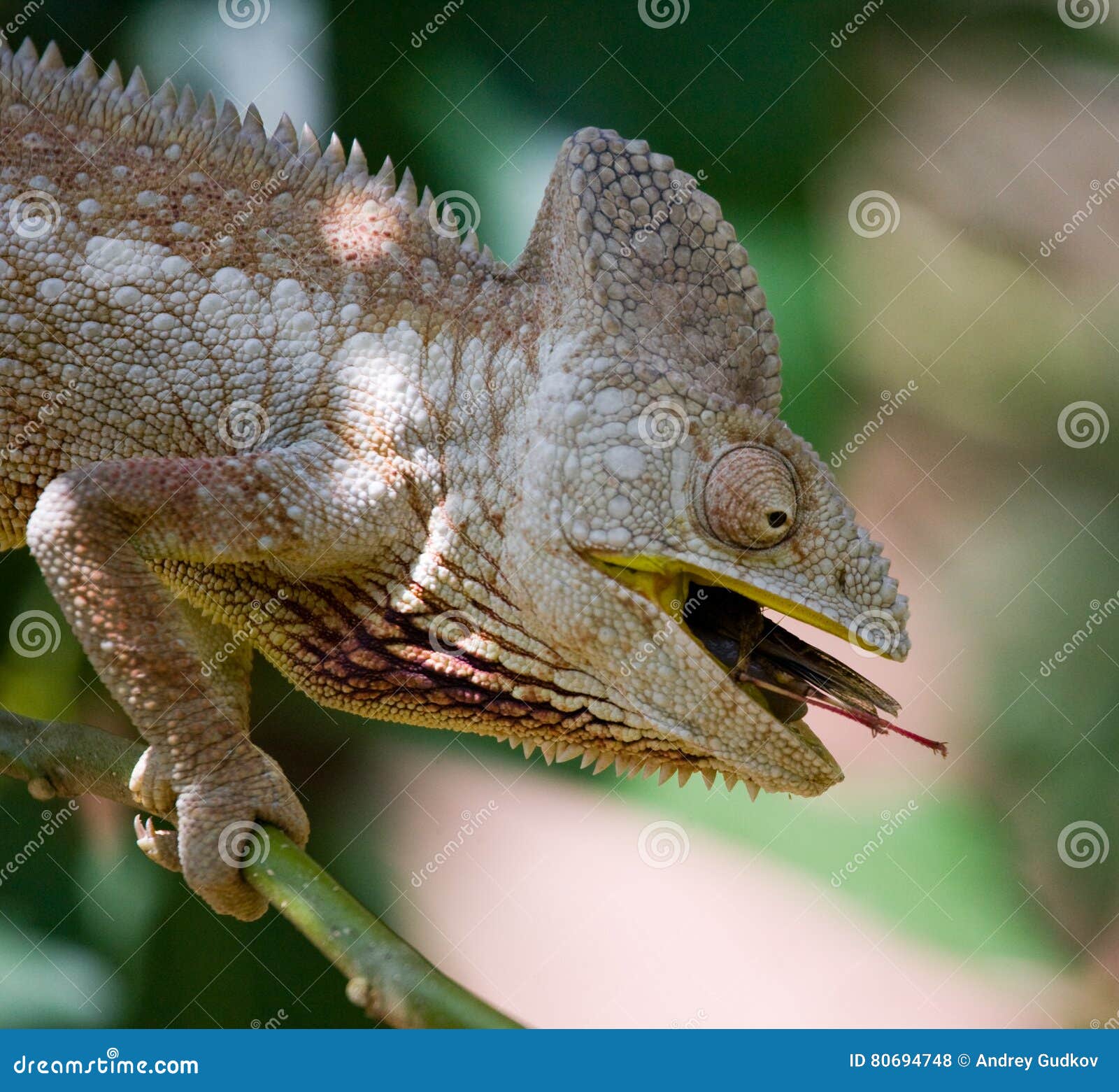 Caméléon Mangeant L'insecte Plan Rapproché Madagascar Photo stock ...
