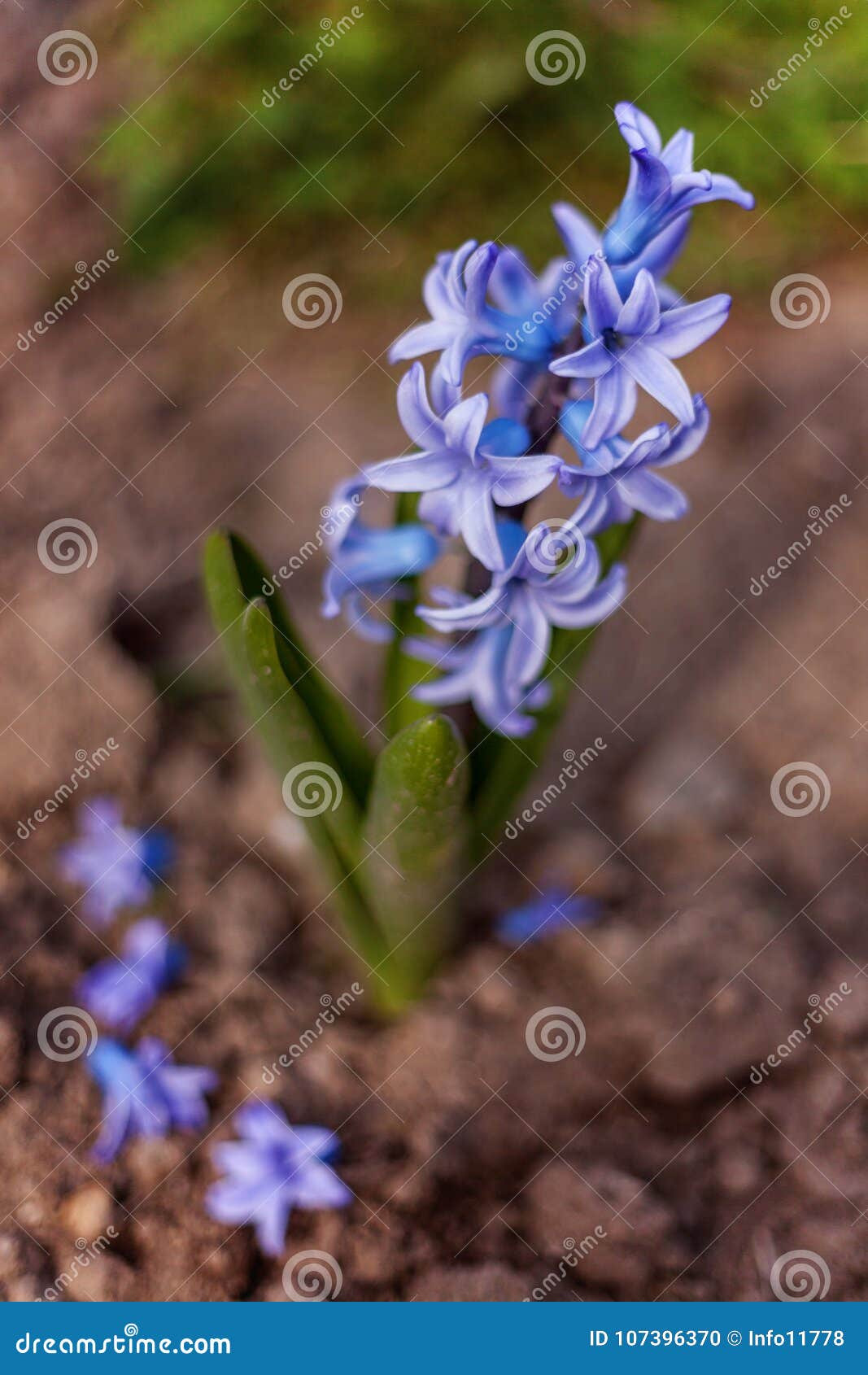 Cama azul del jacinto n foto de archivo. Imagen de flor - 107396370
