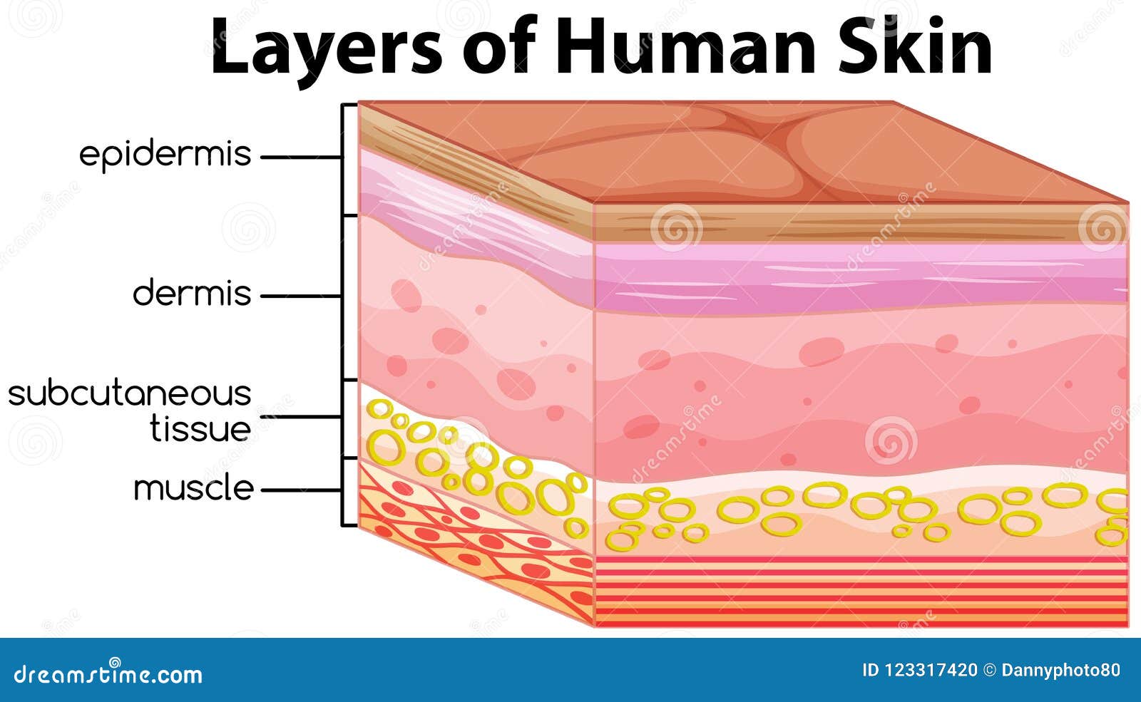 Camadas De Conceito Humano Da Pele Ilustração do Vetor - Ilustração de ...