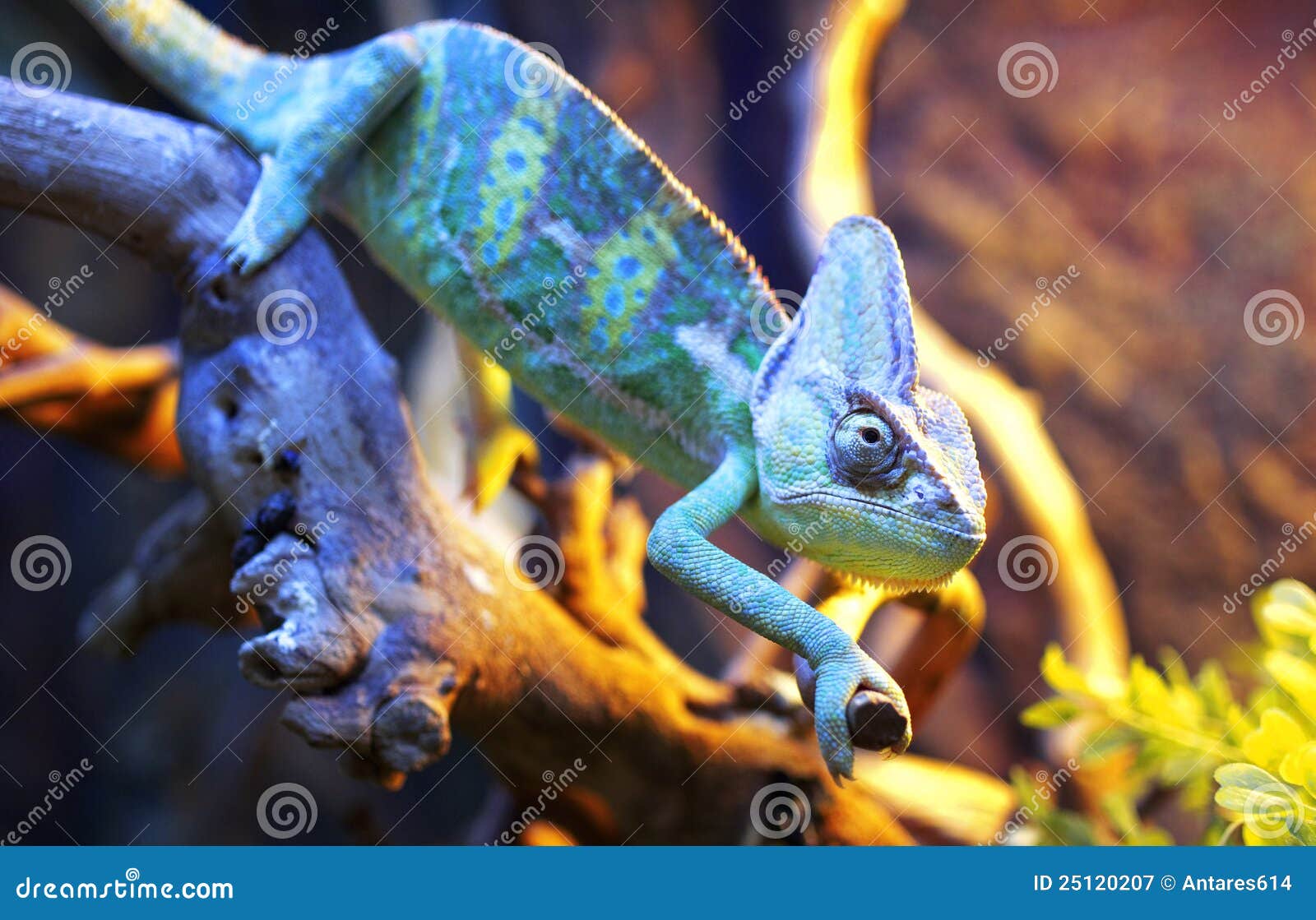 Camaleón imagen de archivo. Imagen de salvaje, azul, adentro - 25120207