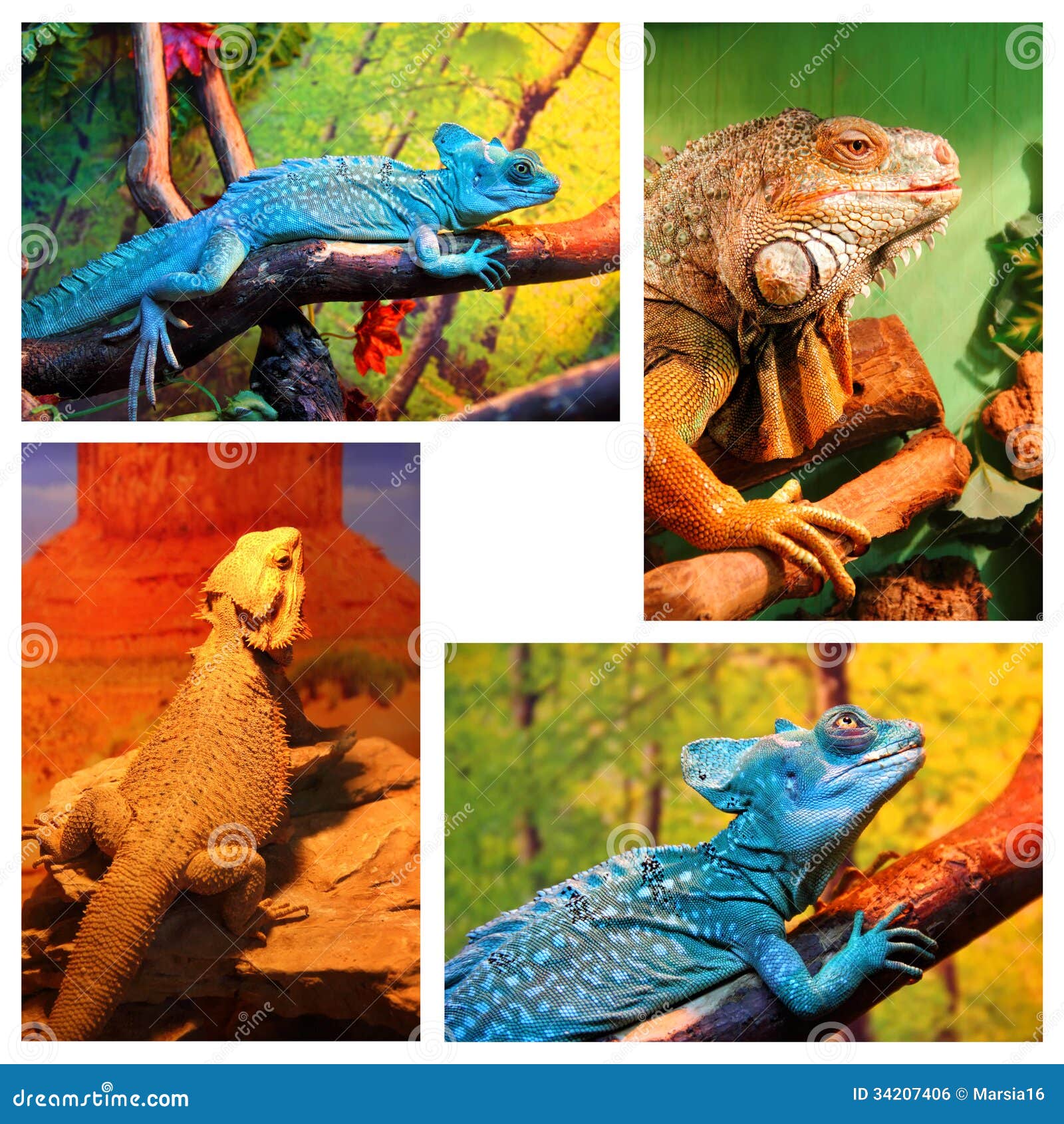 Camaleón Azul, Iguana, Agama Barbudo Foto de archivo - Imagen de ...