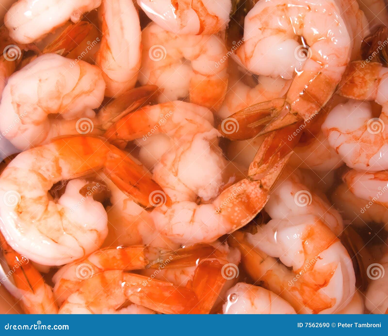 Camarón foto de archivo. Imagen de vena, mariscos, krill - 7562690