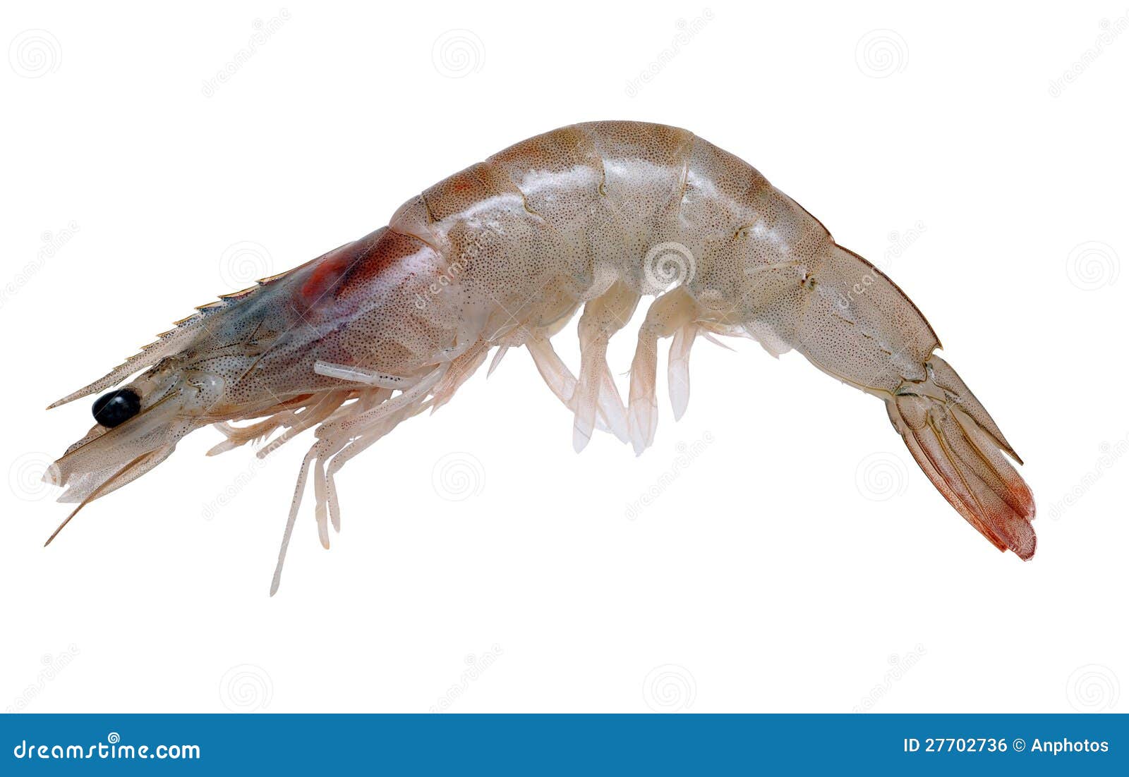 Camarón fresco aislado foto de archivo. Imagen de salud - 27702736
