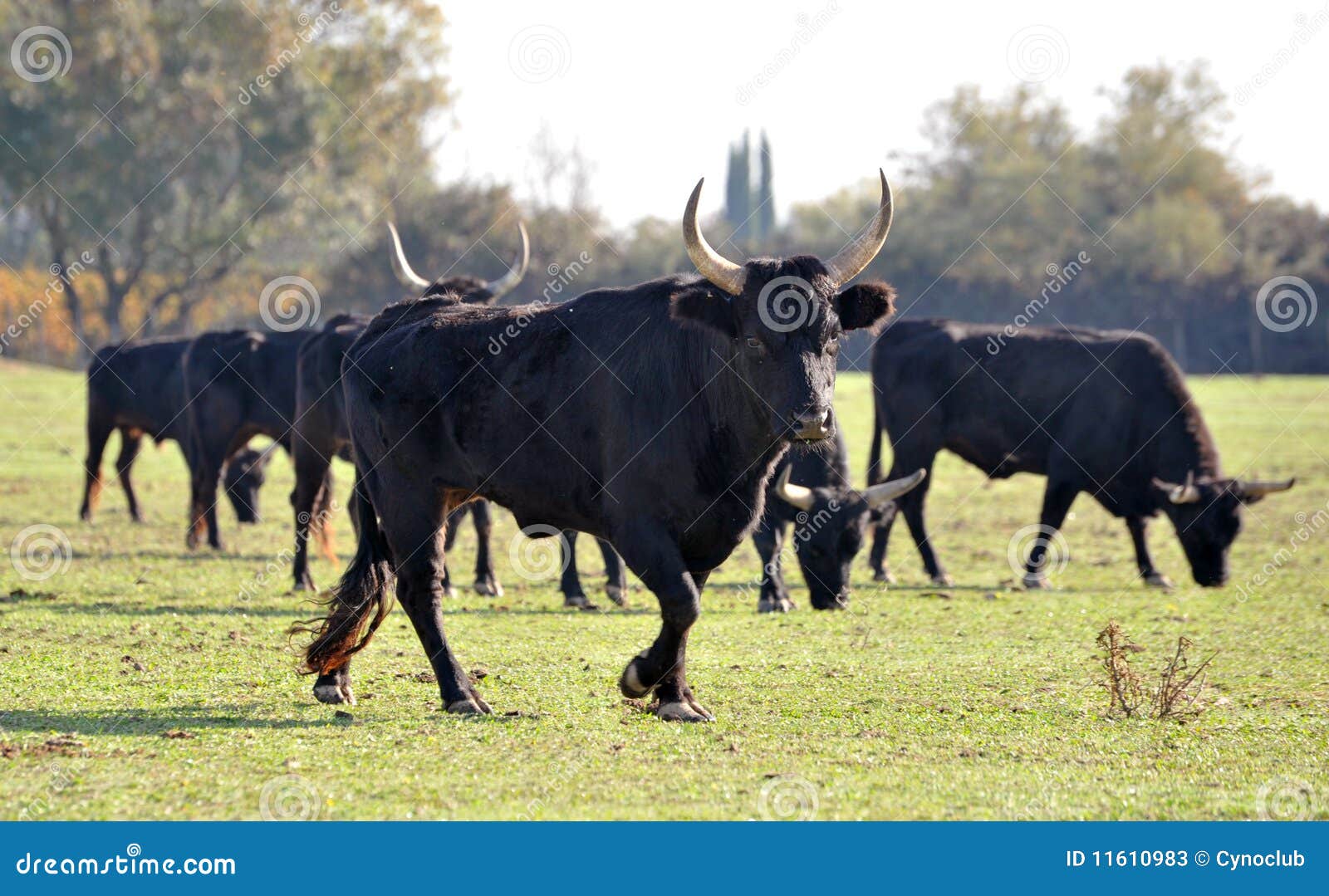 Camargue Stiere stockbild. Bild von draussen, angriff - 11610983