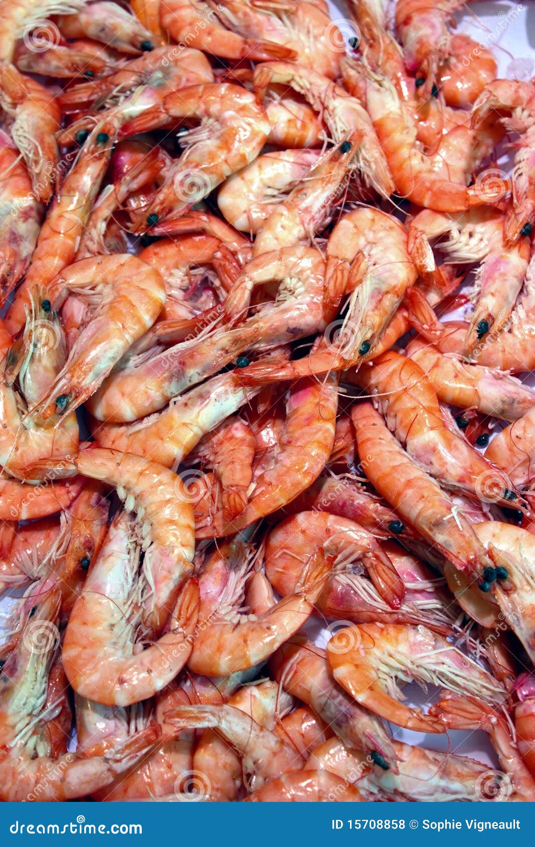 Camarones foto de archivo. Imagen de marina, alimento - 15708858