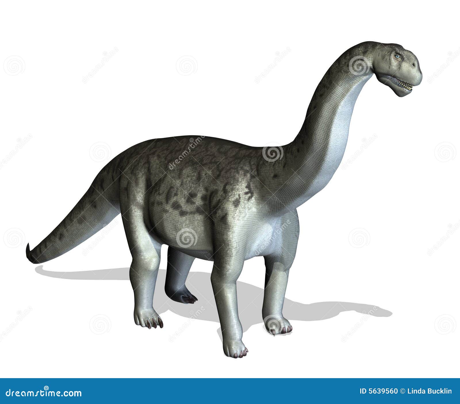 Camasaurus stock illustration. Illustration of prehistoric - 5639560