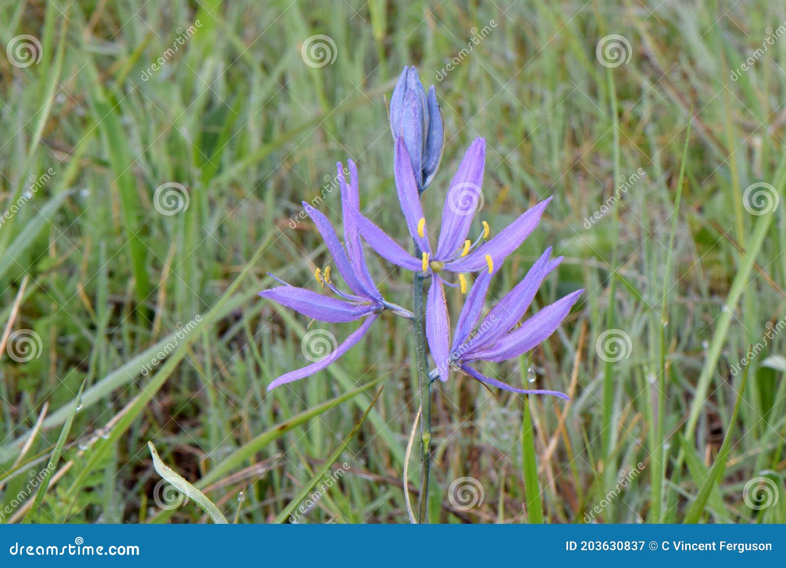 Purple Camassia Wild Flower 01 Stock Image - Image of camassia, camas ...