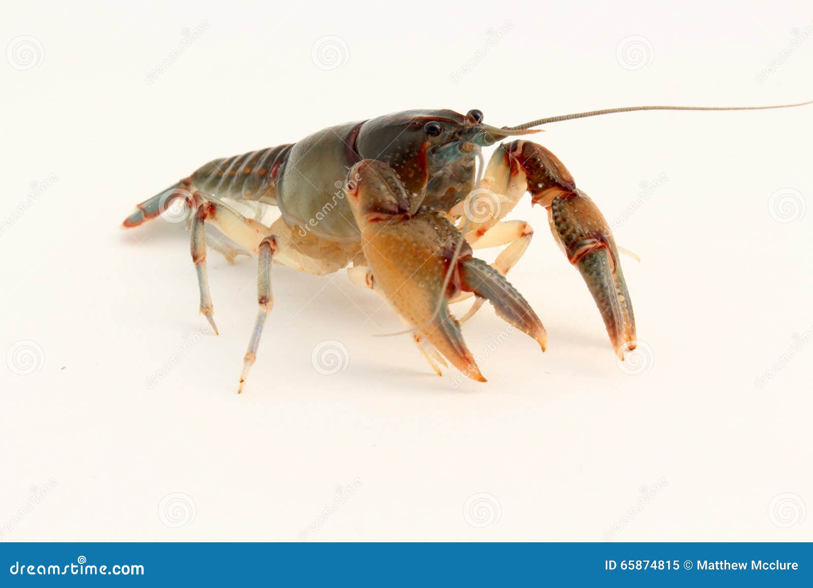 Cambarus Ludovicianus Crayfish Stock Image - Image of crayfish ...