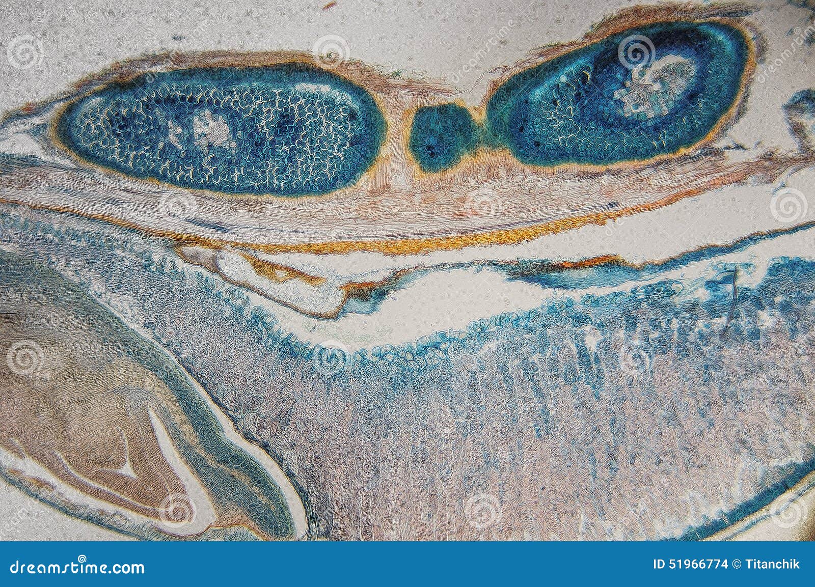 Cambial Cells- Observation Microscope Stock Photo - Image of covering ...