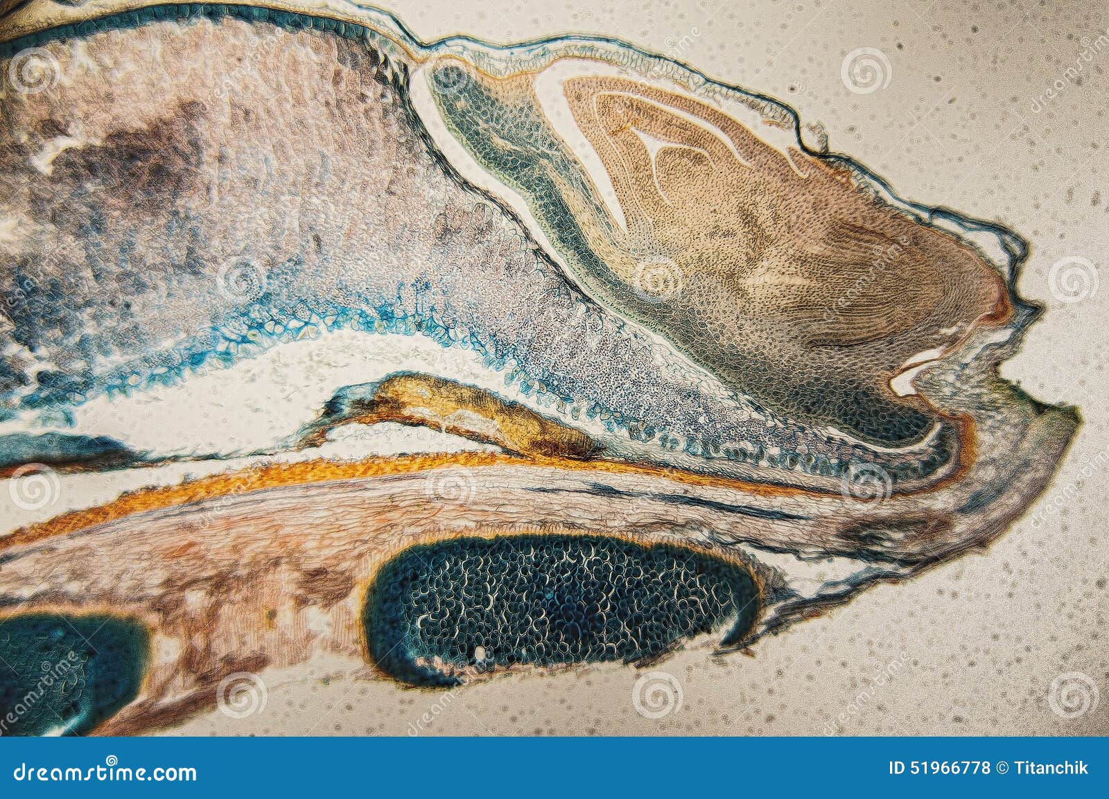 Cambial Cells- Observation Microscope Stock Photo - Image of mechanical ...