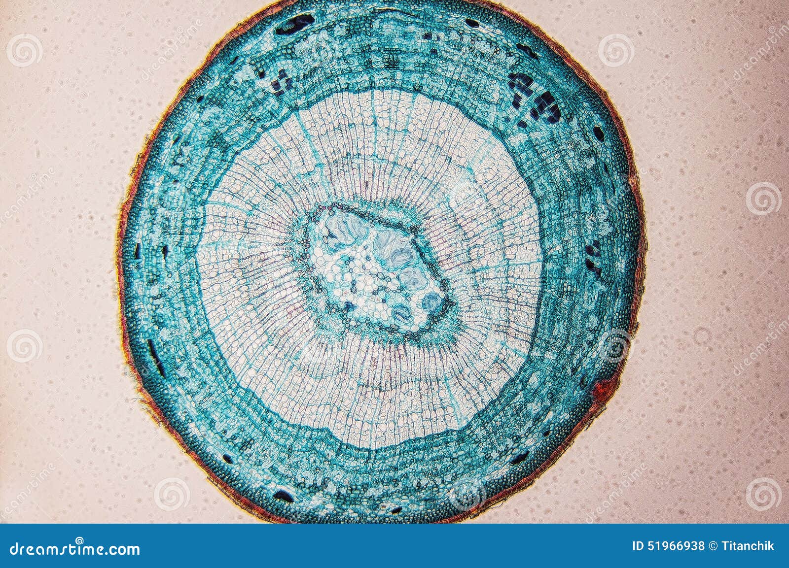 Cambial Cells- Observation Microscope Stock Photo - Image of geometric ...