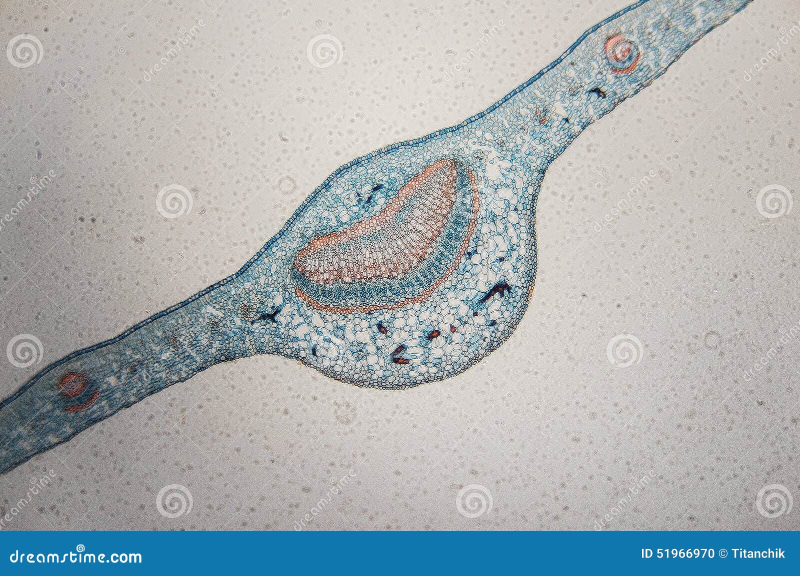 Cambial Cells- Observation Microscope Stock Photo - Image of mechanical ...