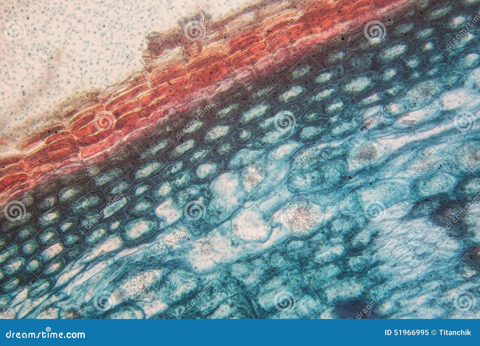 Cambial Cells- Observation Microscope Stock Image - Image of conductive ...