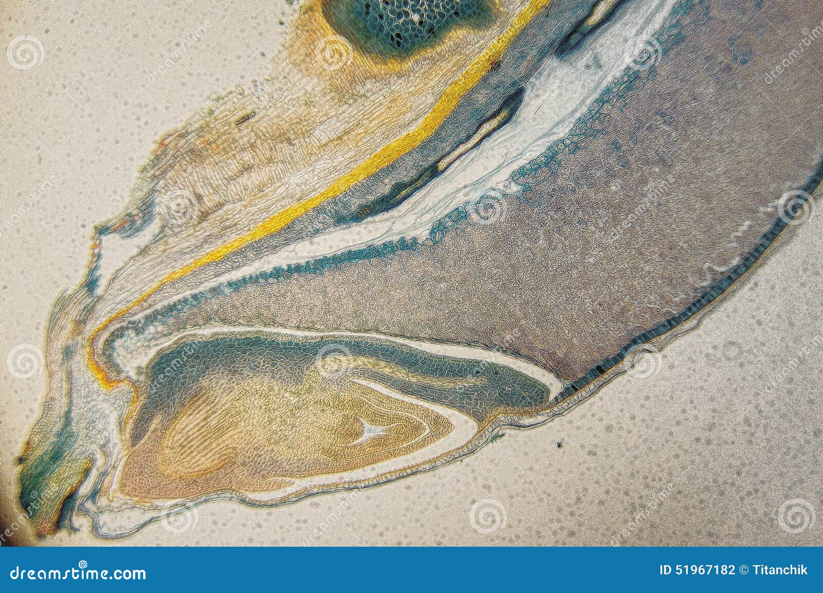 Cambial Cells- Observation Microscope Stock Photo - Image of geometric ...