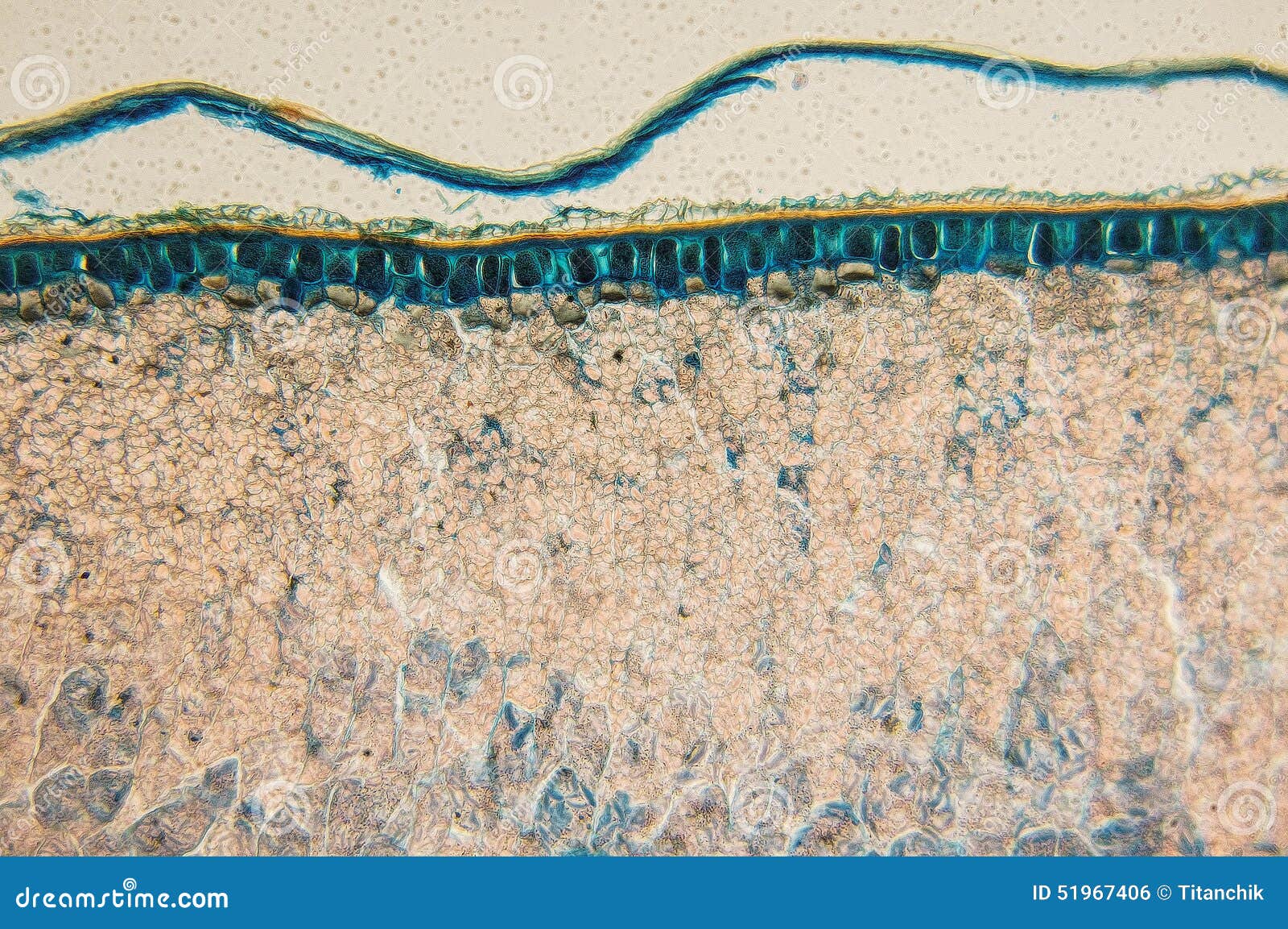 Cambial Cells- Observation Microscope Stock Photo - Image of abstract ...