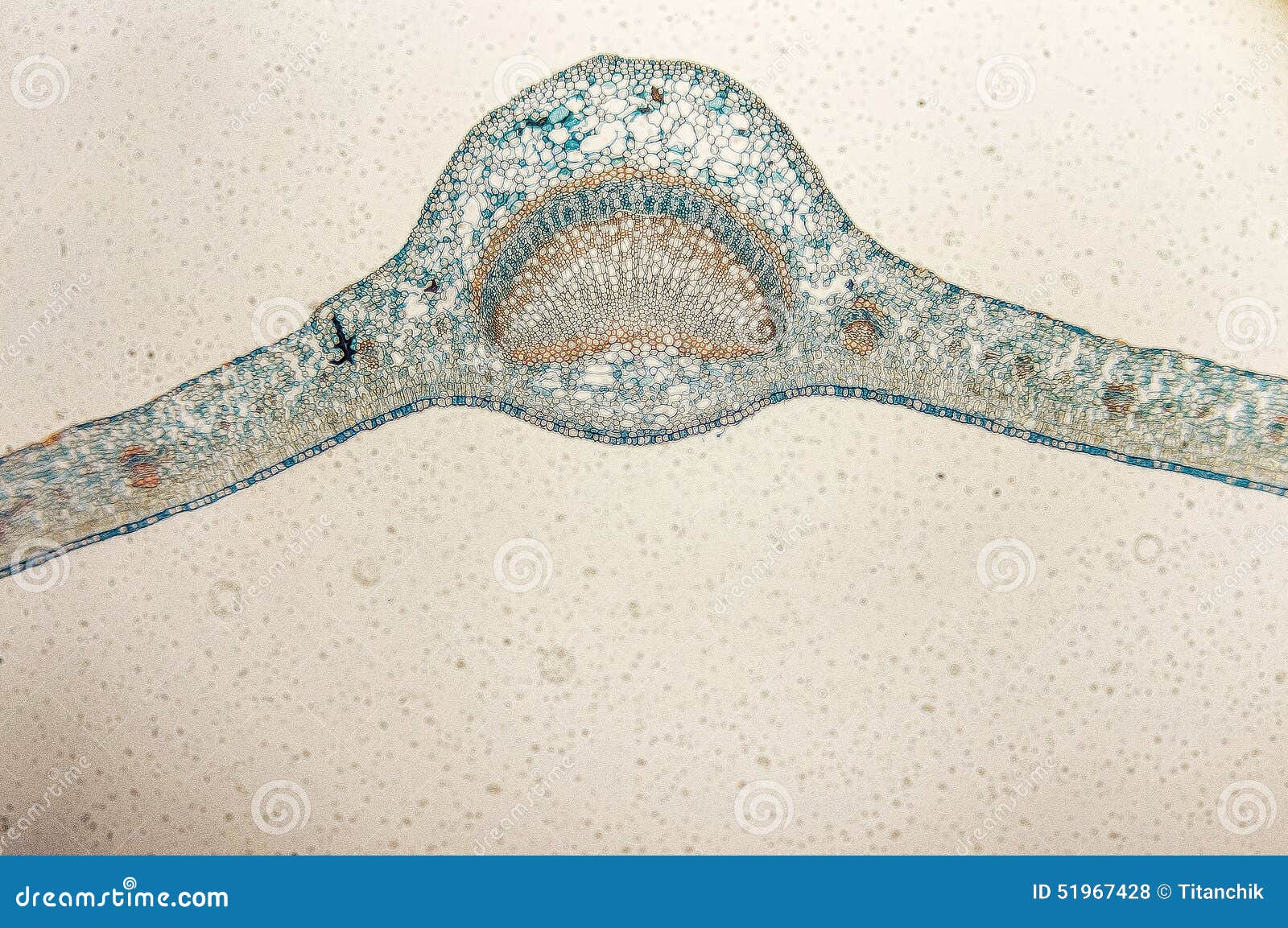 Cambial Cells- Observation Microscope Stock Photo - Image of companion ...