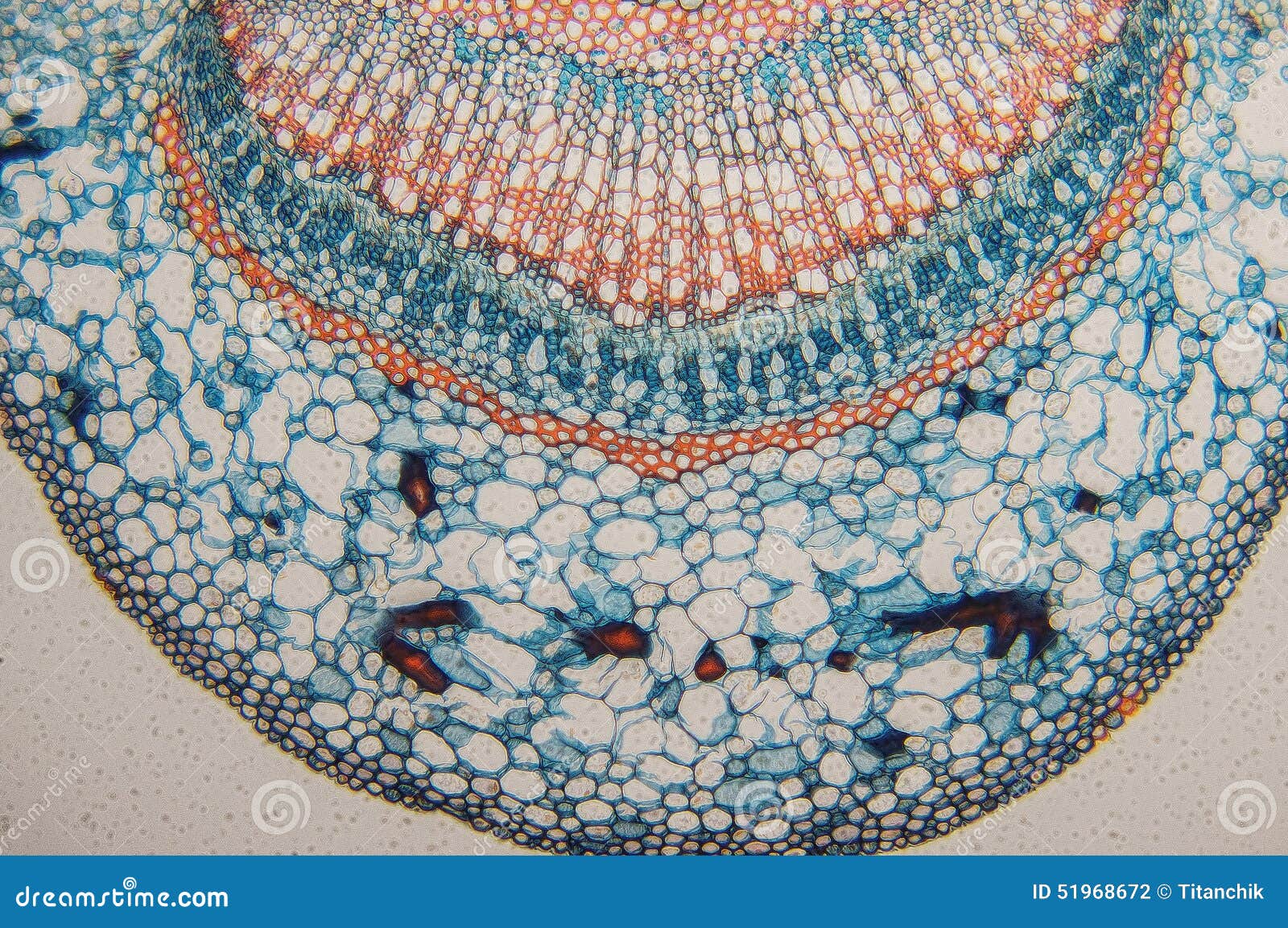 Cambial Cells- Observation Microscope Stock Photo - Image of biology ...