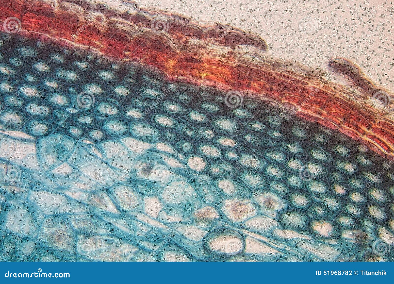 Cambial Cells- Observation Microscope Stock Photo - Image of ...