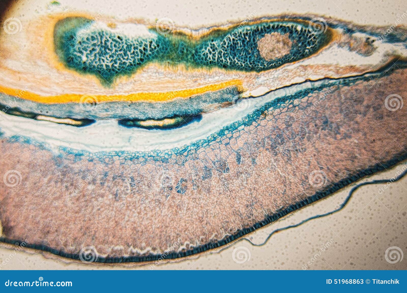 Cambial Cells- Observation Microscope Stock Image - Image of mechanical ...
