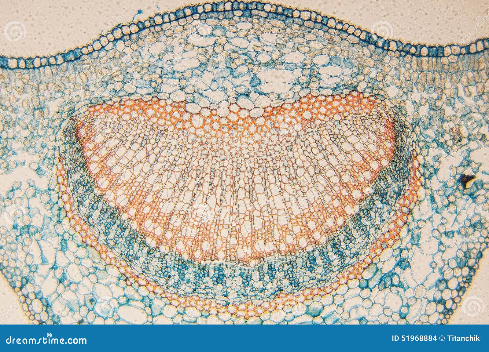 Cambial Cells- Observation Microscope Stock Photo - Image of abstract ...