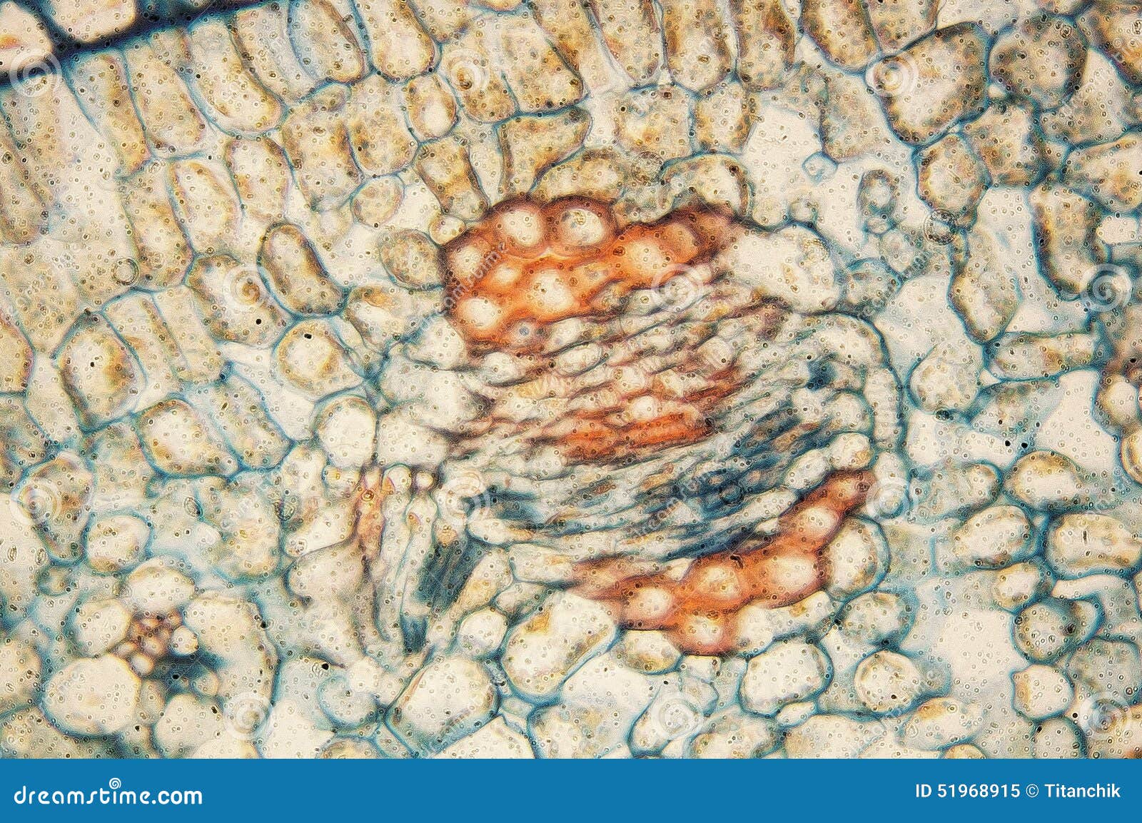 Cambial Cells- Observation Microscope Stock Image - Image of bacterium ...