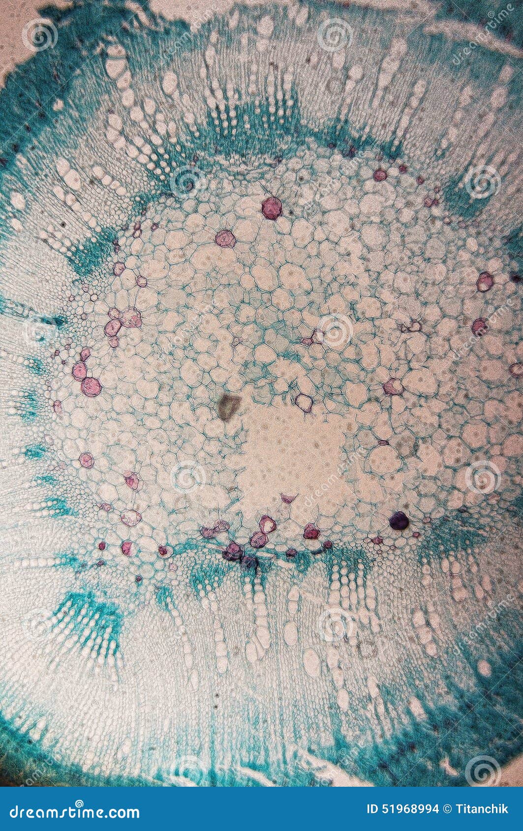 Cambial Cells- Observation Microscope Stock Photo - Image of main ...