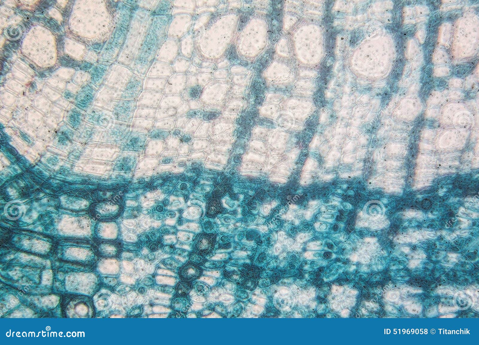 Cambial Cells- Observation Microscope Stock Photo - Image of fabric ...