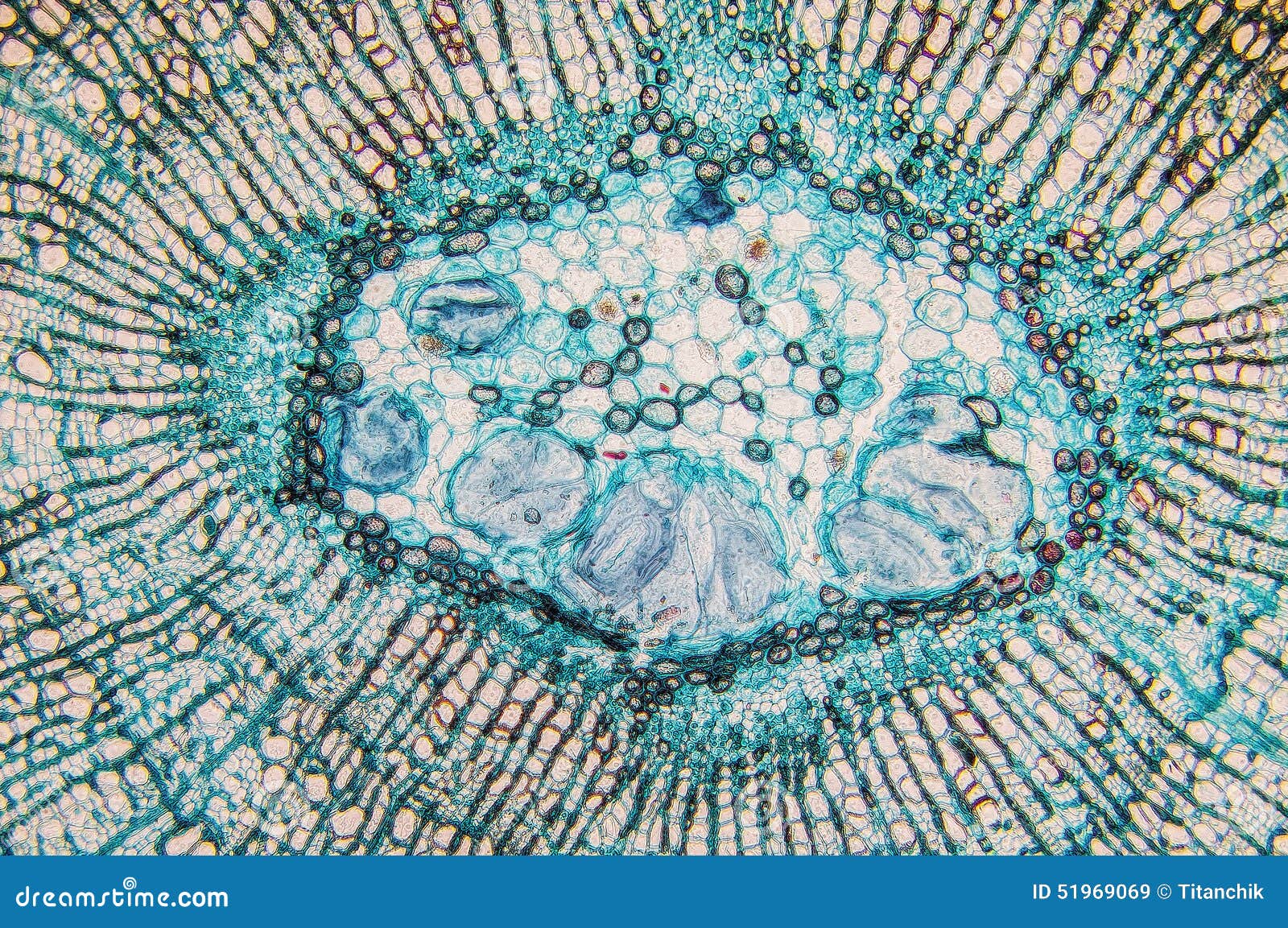 Cambial Cells- Observation Microscope Stock Image - Image of geometry ...