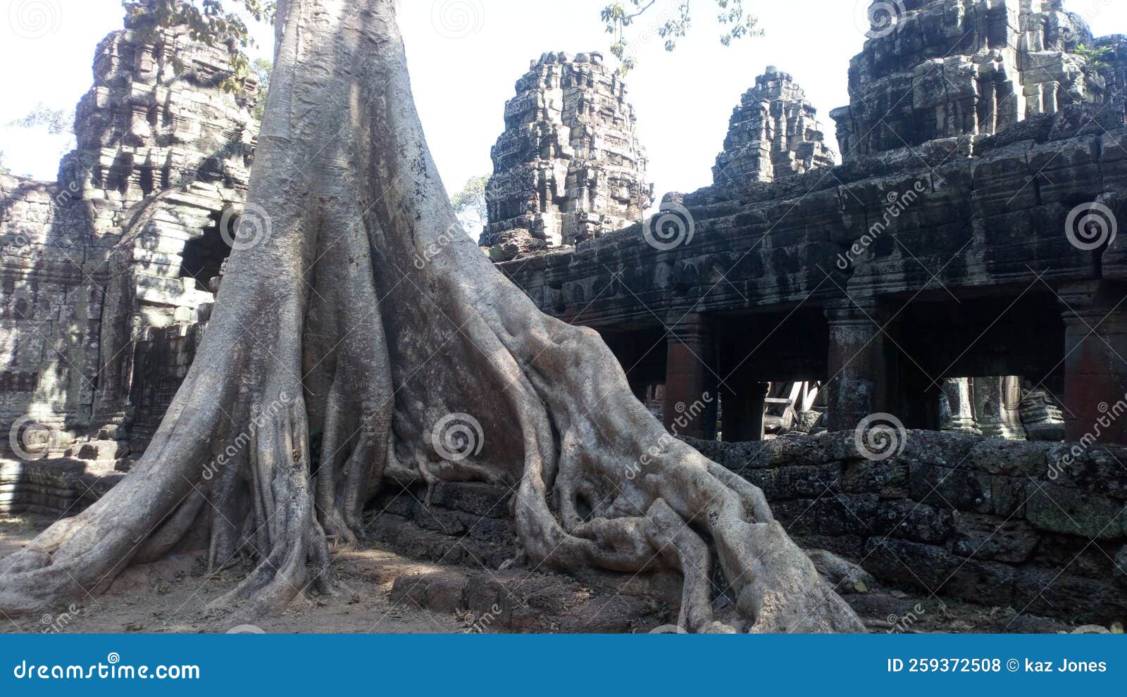 Cambodia Angkor Clinging Tree Stock Photo - Image of tree, ruins: 259372508