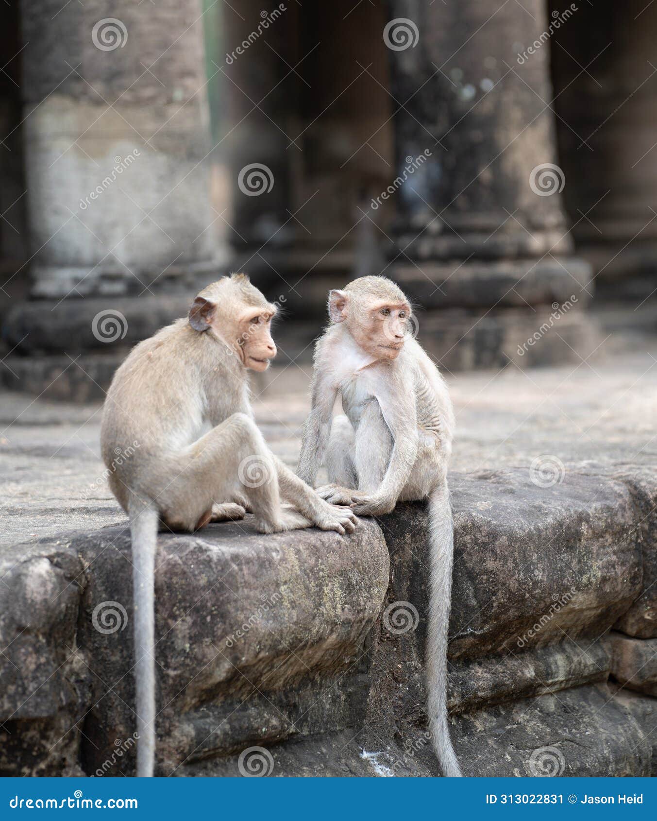 Cambodia Monkeys at Temple in Angkor Complex Cambodia Stock Image ...