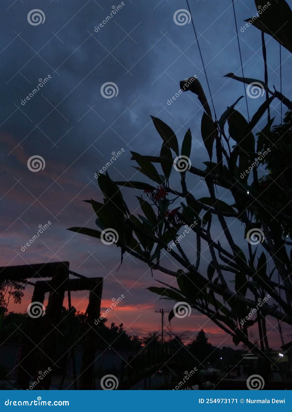 Cambodia Tree in My Village Stock Image - Image of horizon, nature ...