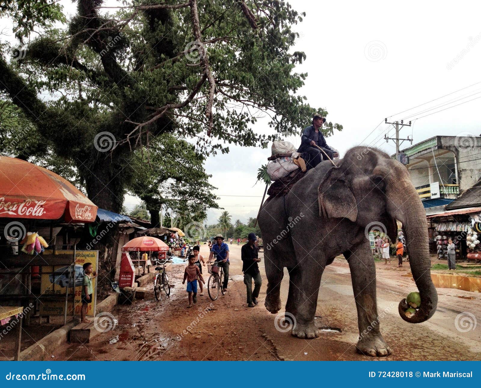 Cambodian Elephant in Village Editorial Stock Photo - Image of elephant ...