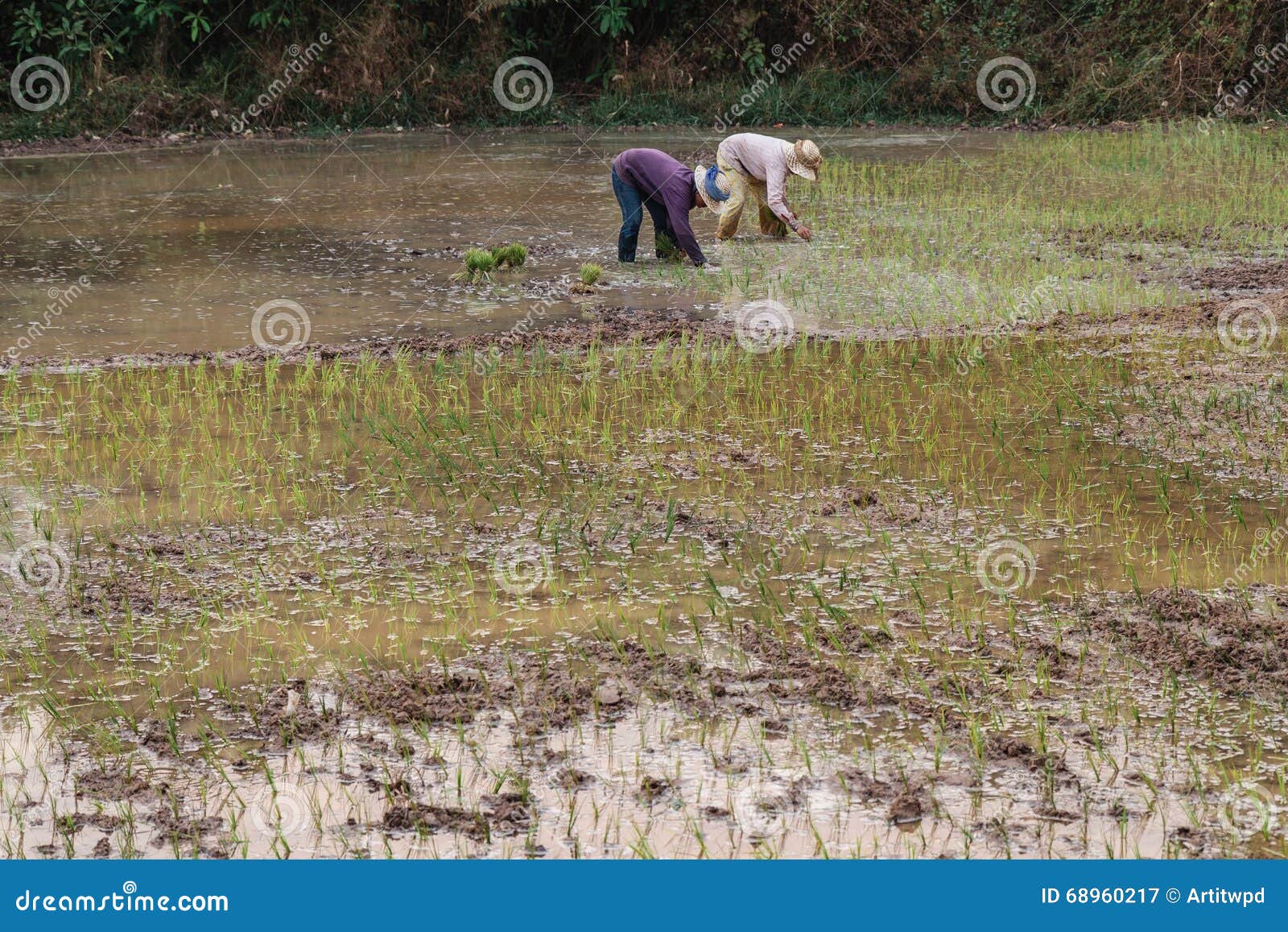 Cambodian Farmer Plant Rice. Stock Image - Image of cambodian, museum ...