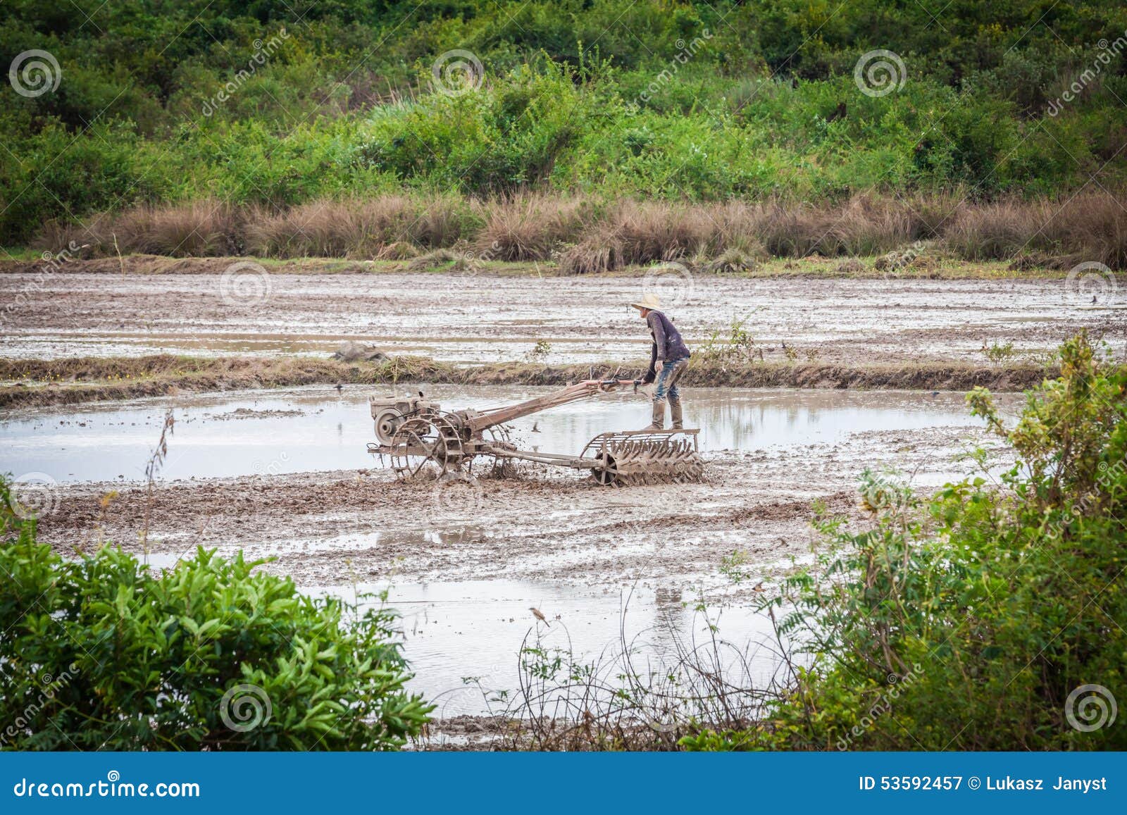 Cambodian Farmer in a Rice Field Editorial Photography - Image of burma ...