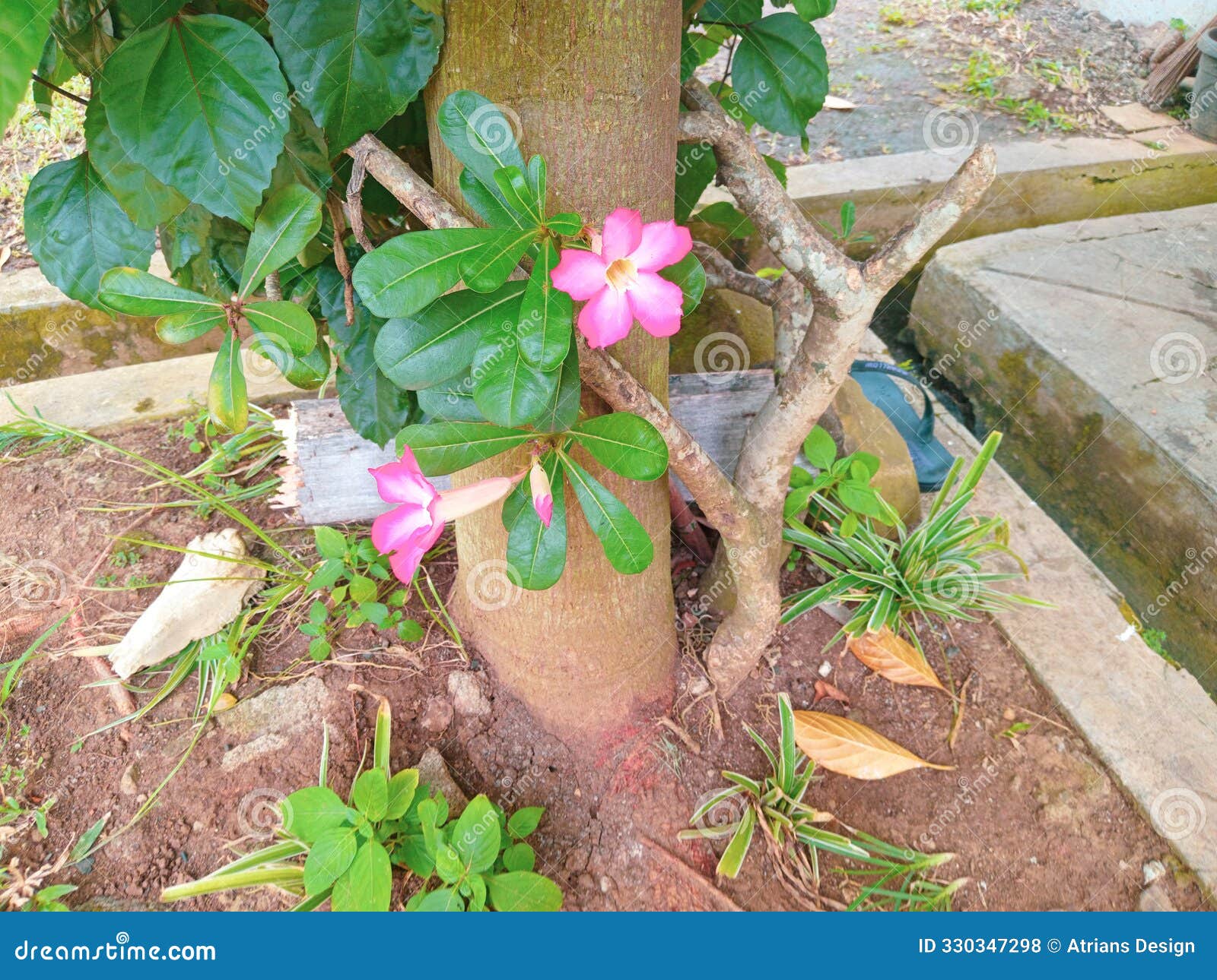 The Cambodian Flower is a Type of Flower that Means New Life and Birth ...