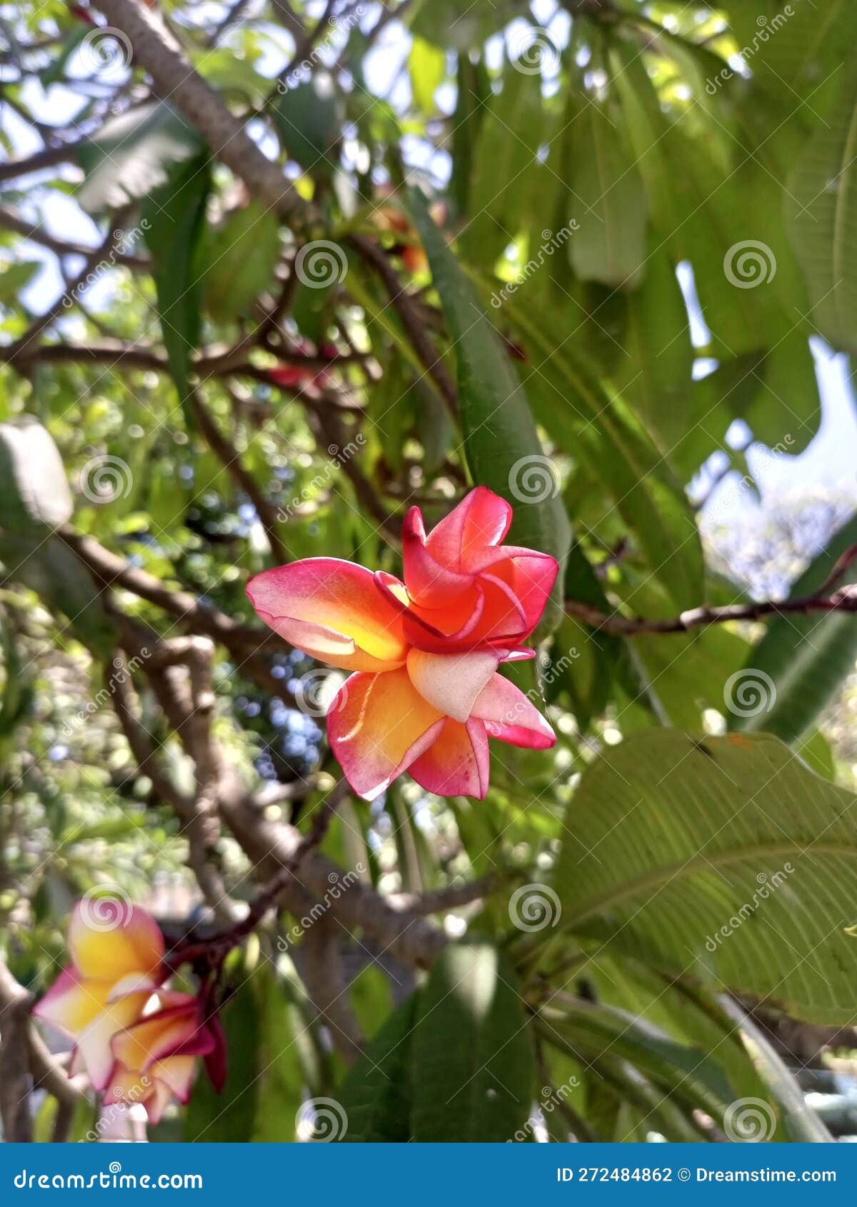 Cambodian Flowers in Beautiful Colors Stock Photo - Image of leaf ...