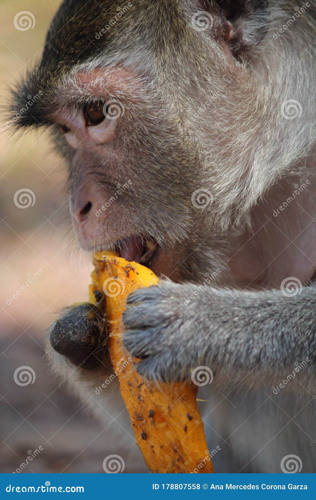 Macaque Eating a Delicious Mango, this Macaque is Missing a Hand. Stock ...