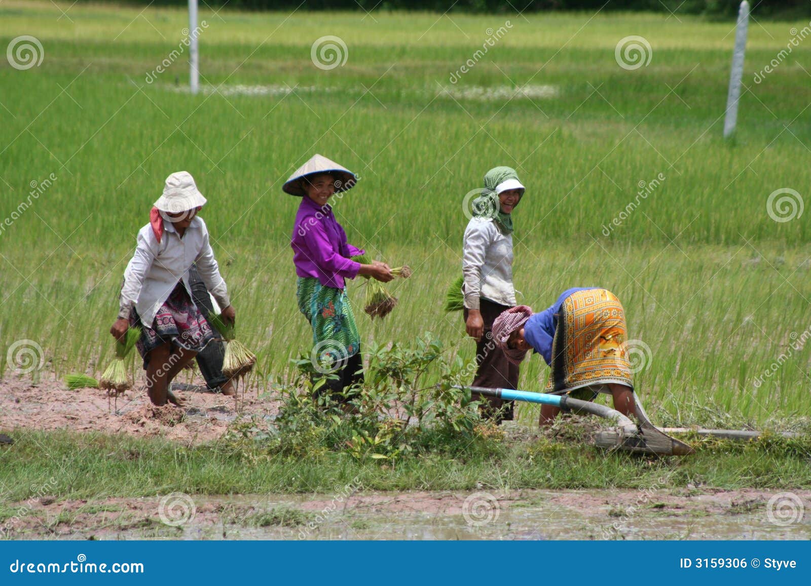 Cambodian rice field stock photo. Image of field, work - 3159306