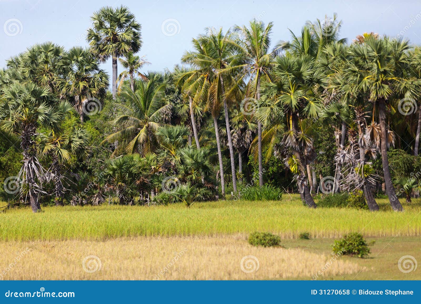 Cambodian rice field stock photo. Image of palm, morning - 31270658
