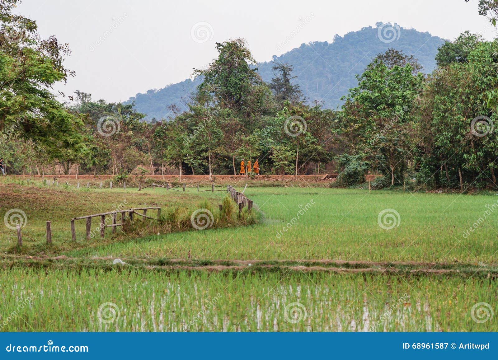 Cambodian Rice Field stock image. Image of experiment - 68961587