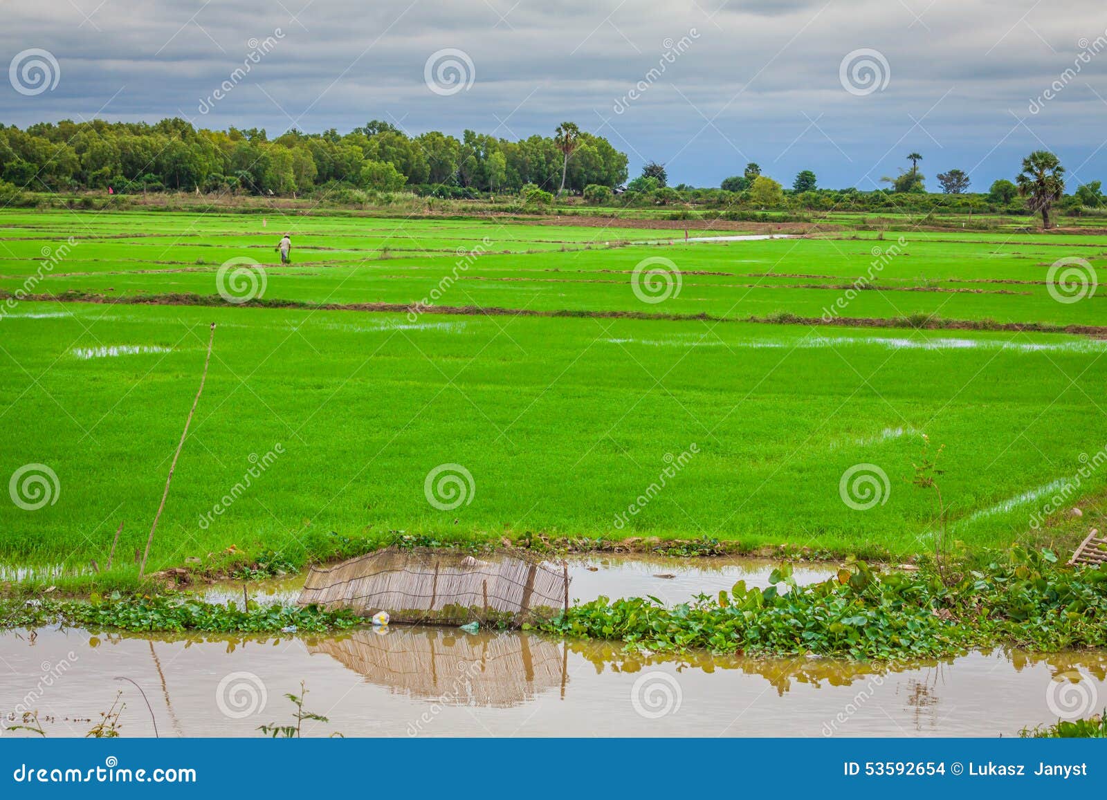 Cambodian rice fields stock photo. Image of outside, food - 53592654