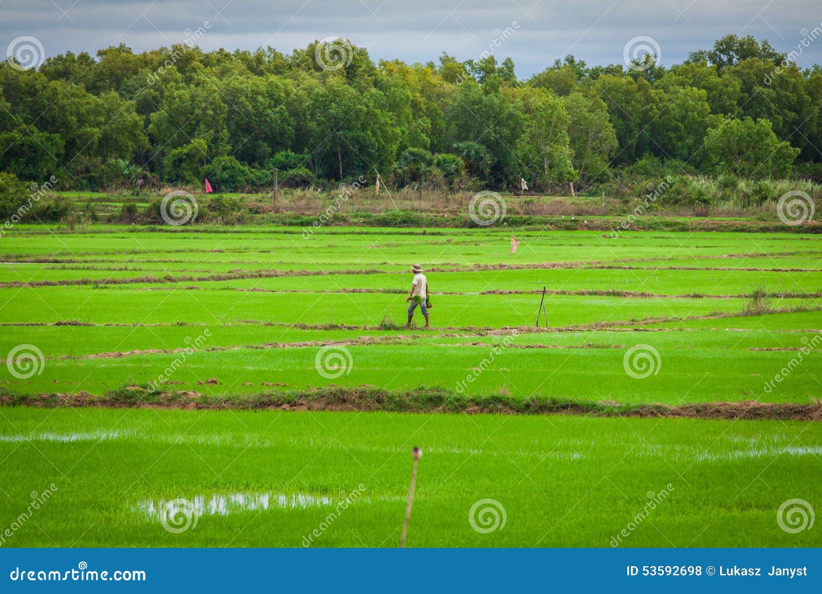 Cambodian rice fields stock photo. Image of japan, farmers - 53592698